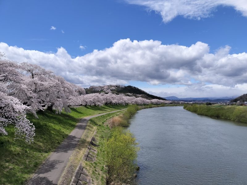満開の桜の下をハイキング | 神戸芦屋のサービスアパートメントMIMILOCCO（ミミロッコ）
